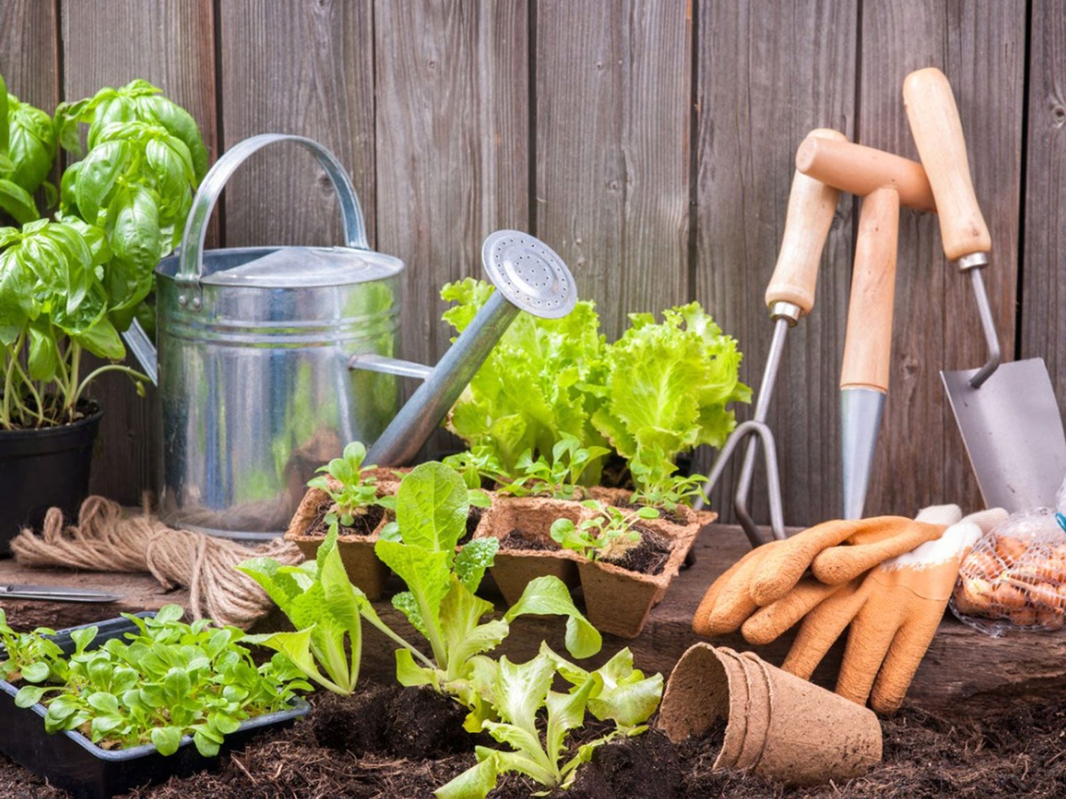 » Selecting Plants for Different Soil Types: A Guide for Beginner Gardeners